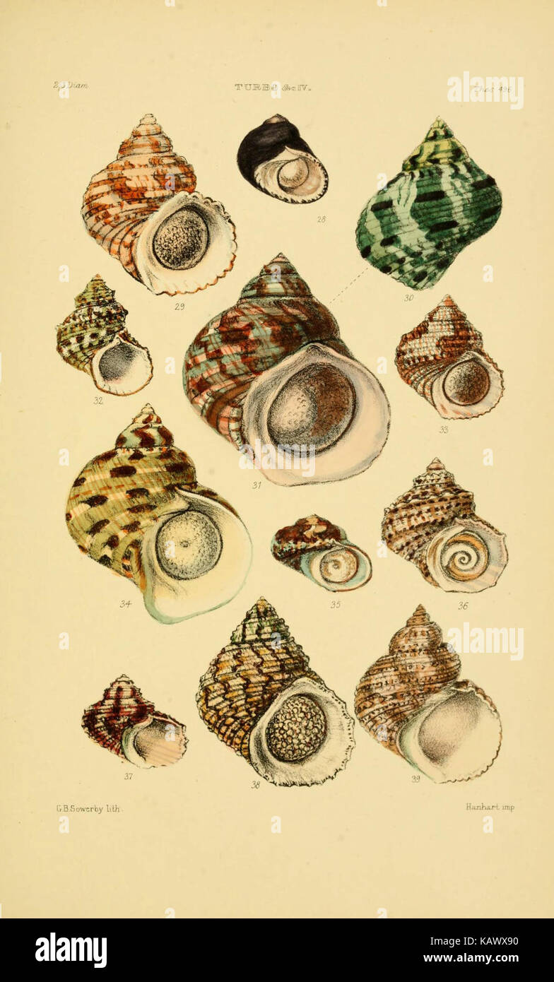 The Thesaurus Conchyliorum is a detailed monograph on shell genera ...