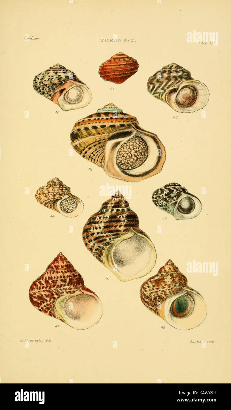 'Thesaurus Conchyliorum' is a detailed monograph on the genera of ...