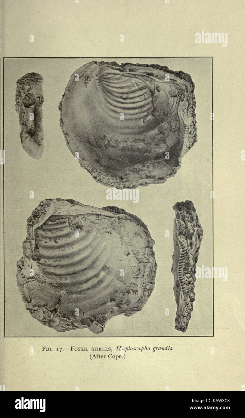 Fossil hunter stock hi-res stock photography and images - Alamy