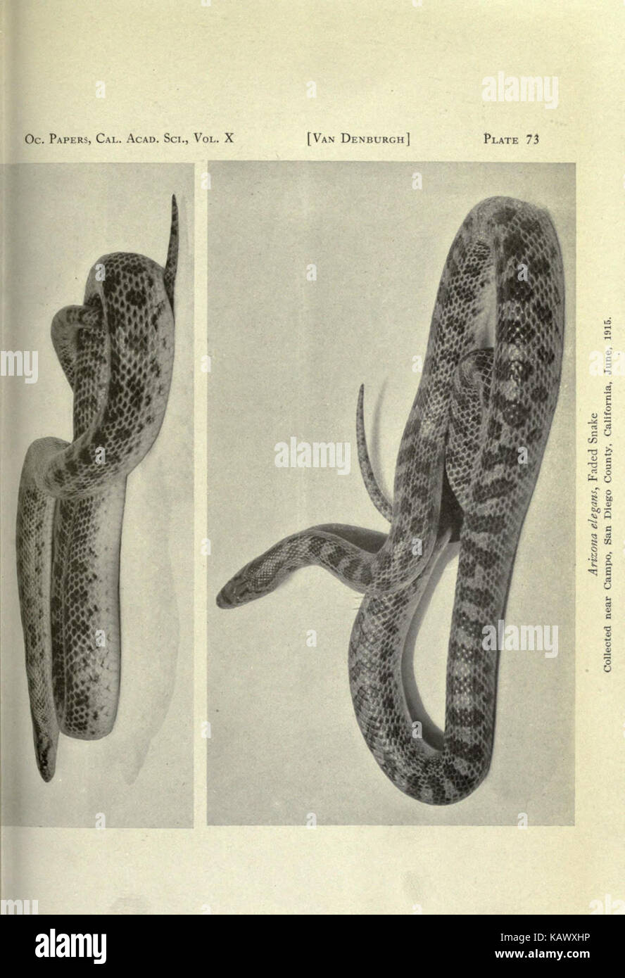 The reptiles of western North America BHL18832163 Stock Photo - Alamy