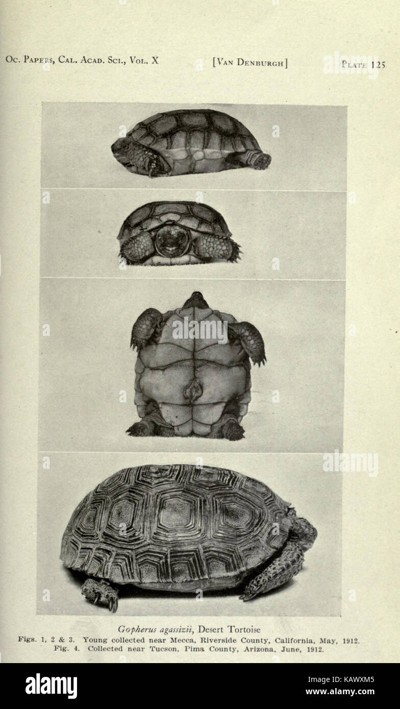 The reptiles of western North America BHL18832555 Stock Photo - Alamy