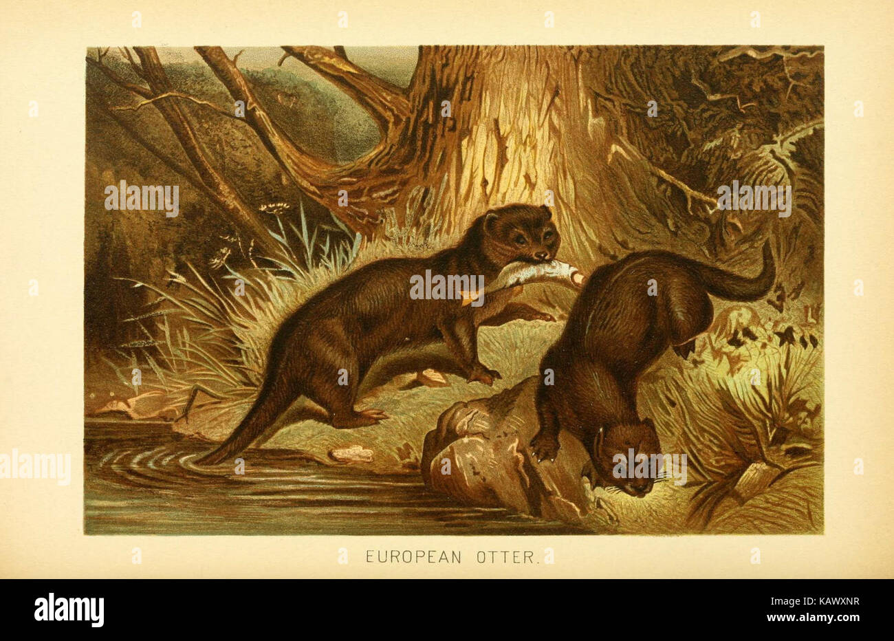 The royal natural history (6103906382 Stock Photo - Alamy