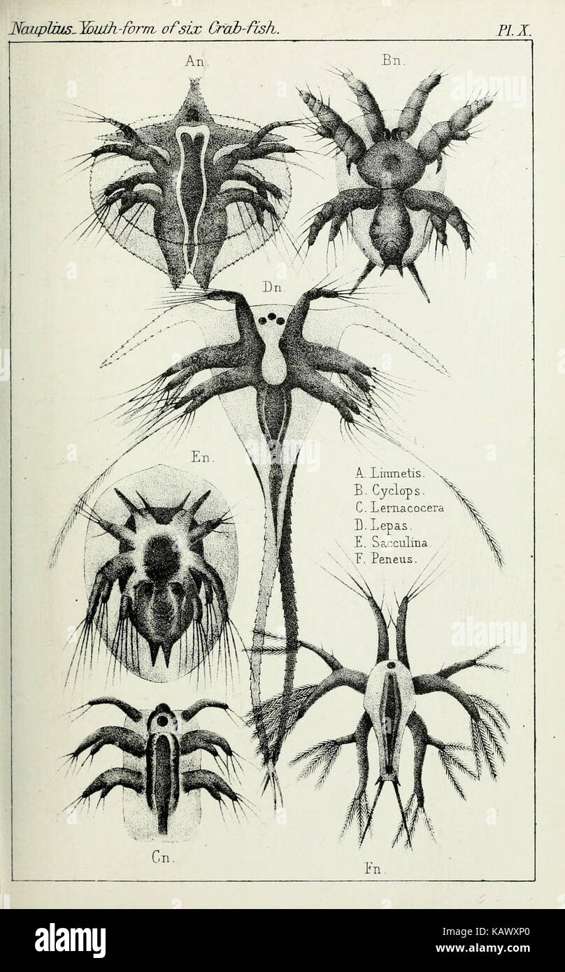 An illustration from 'The History of Creation' showing the development ...