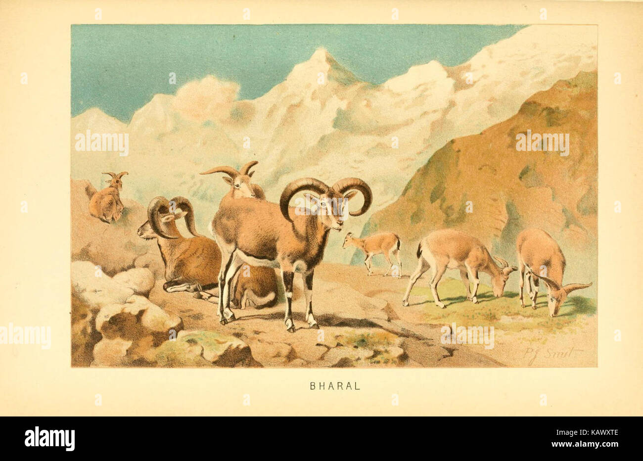The royal natural history (6103908006 Stock Photo - Alamy