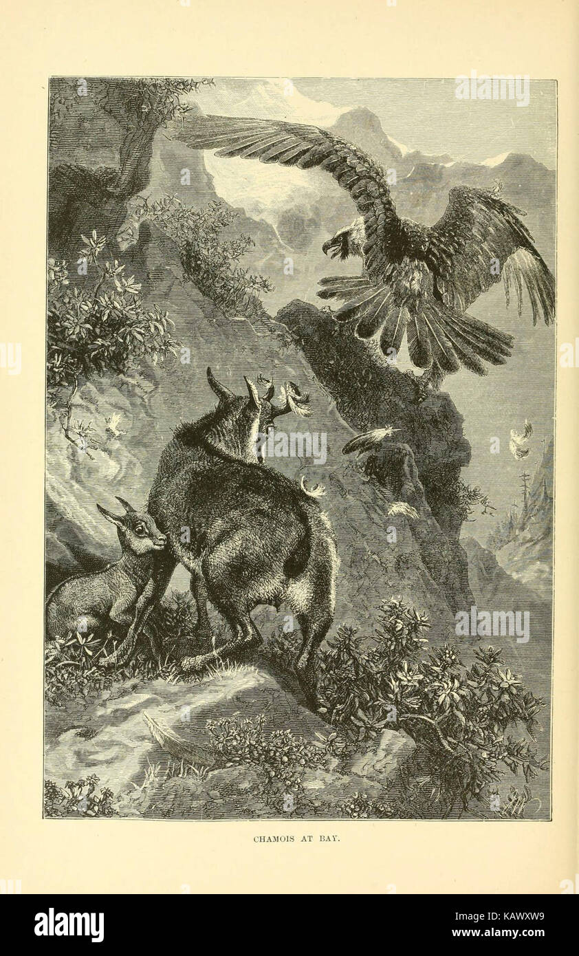 The royal natural history (Page 264) (6103908480 Stock Photo - Alamy