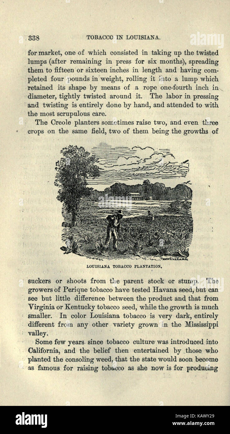 Tobacco (Page 338) BHL17950006 Stock Photo - Alamy