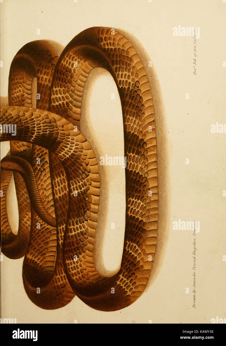 The poisonous snakes of India BHL4380187 Stock Photo - Alamy