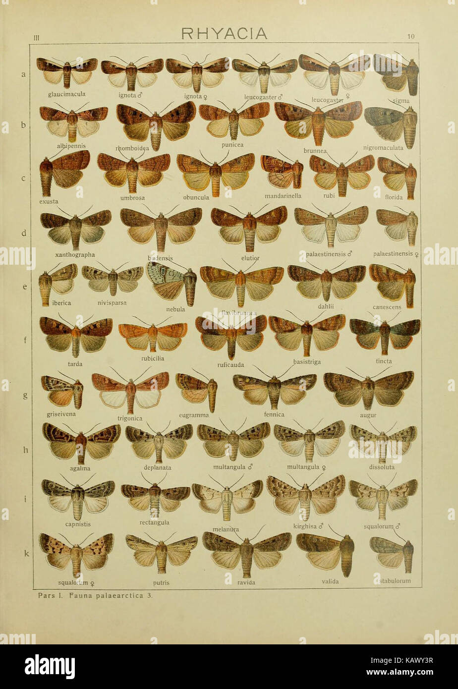 Detailed depictions of various moth species hi-res stock photography ...