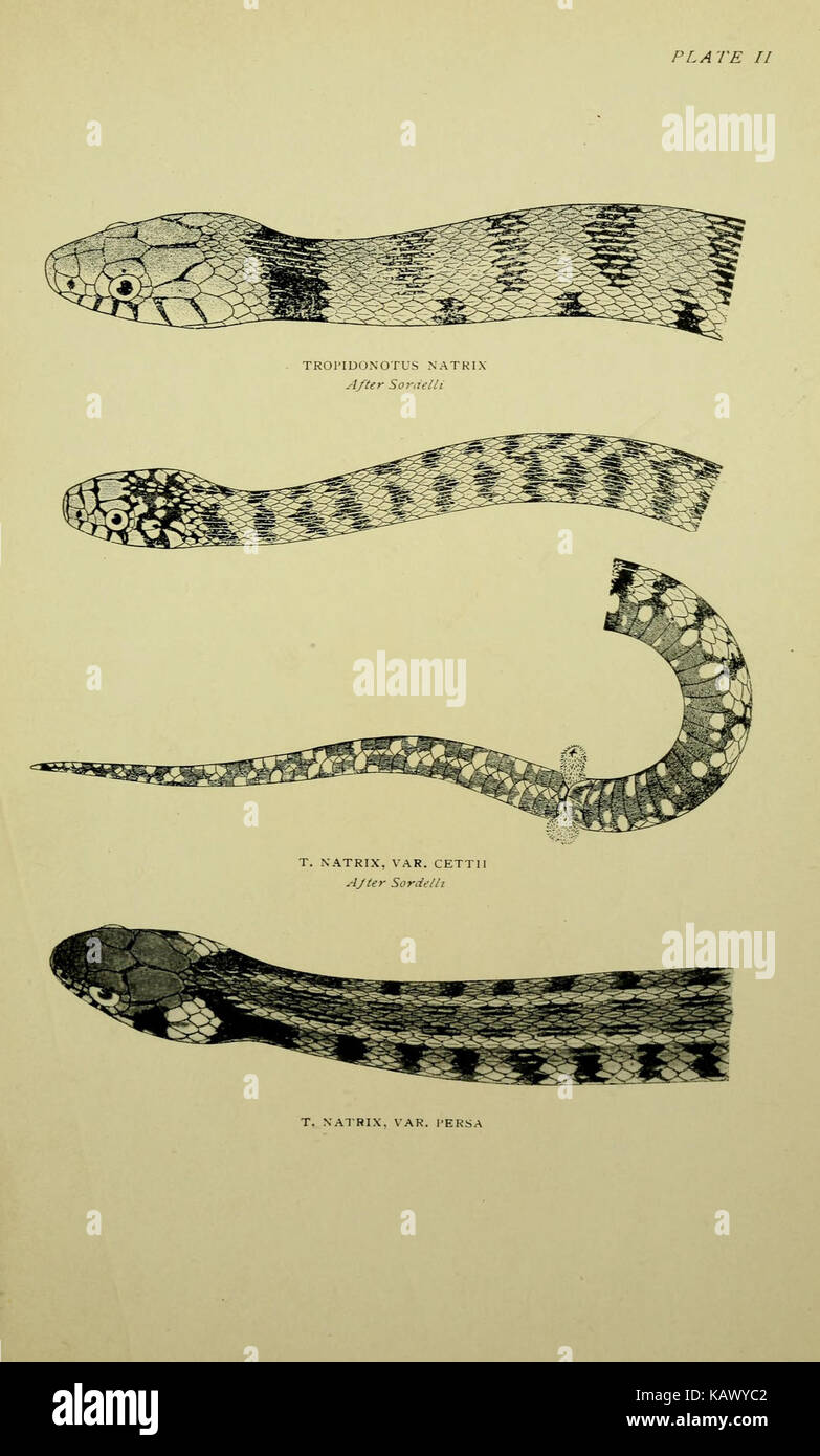 This illustration from 'The Snakes of Europe' provides detailed ...
