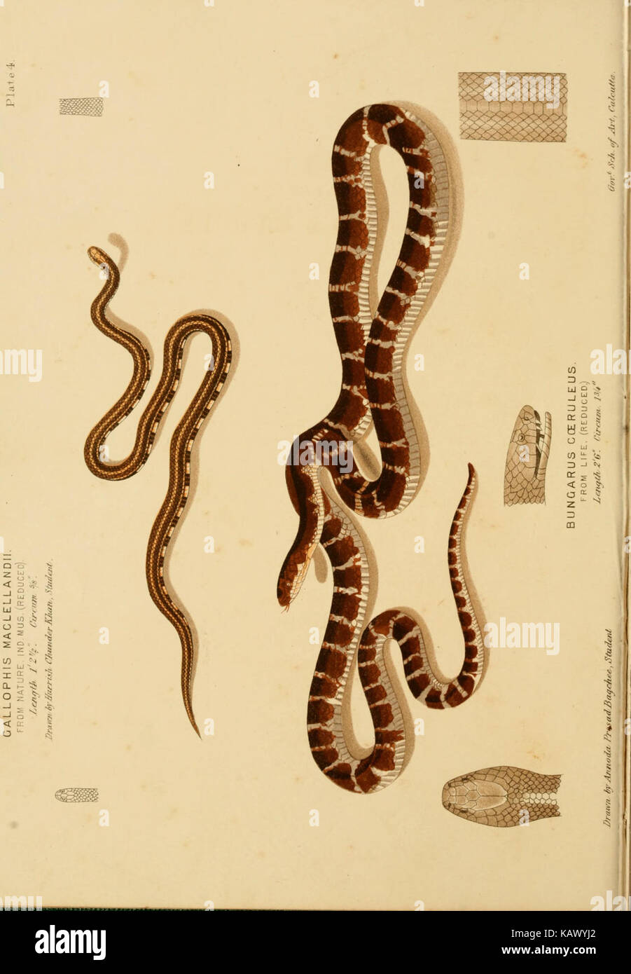The poisonous snakes of India (Plate 4) BHL12302042 Stock Photo - Alamy