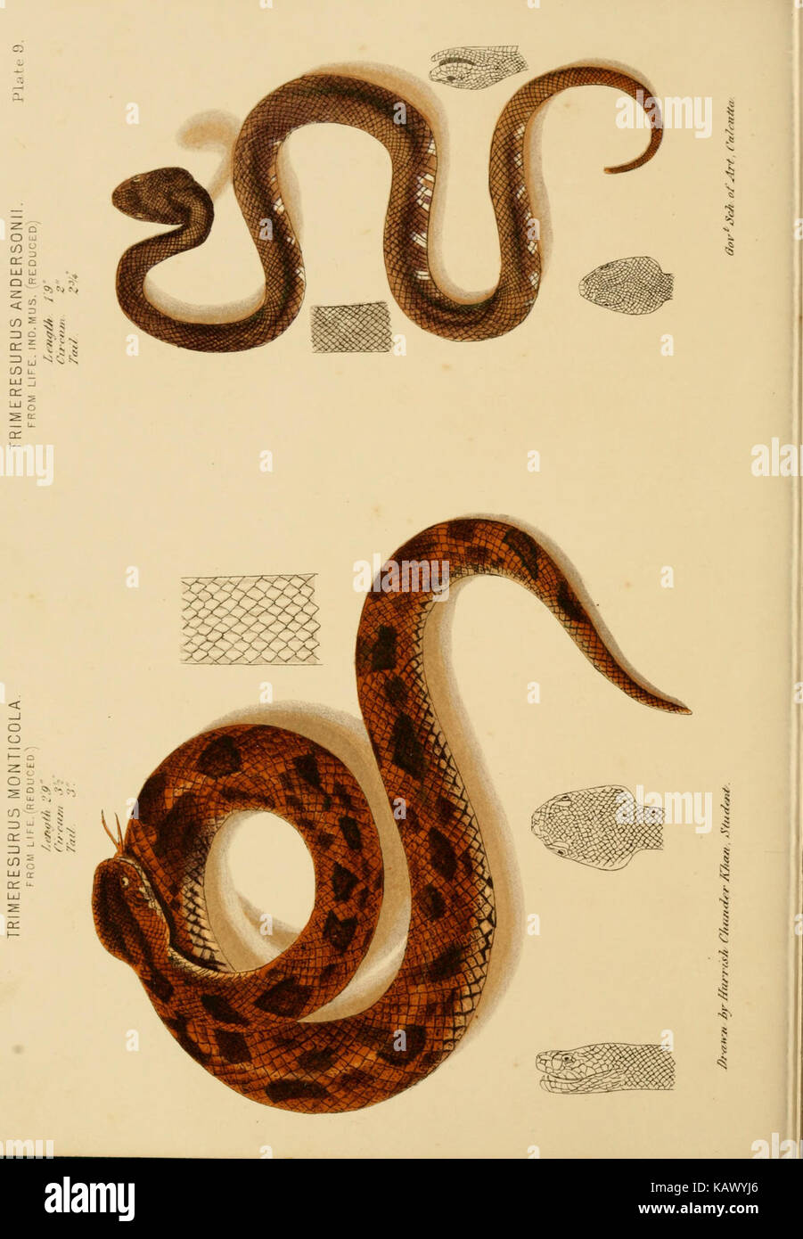 Collection of various snake illustrations hi-res stock photography and ...