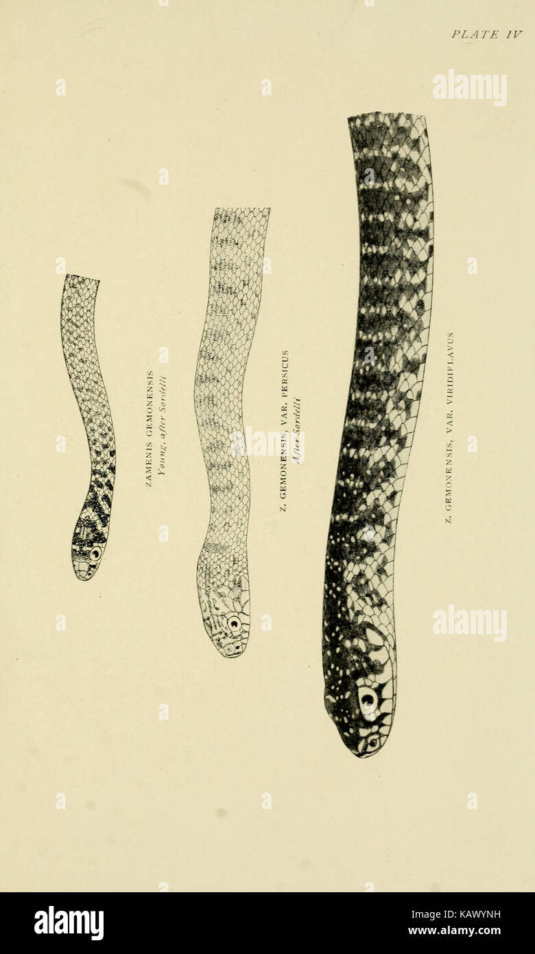 The snakes of Europe BHL3417337 Stock Photo - Alamy