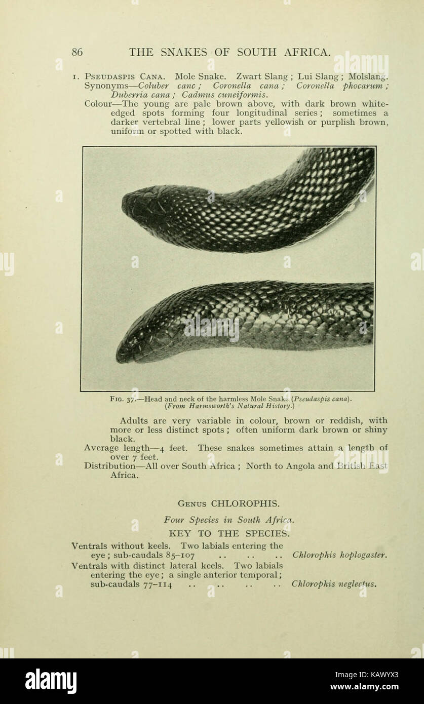 This page from the 'The Snakes of South Africa' explores various ...