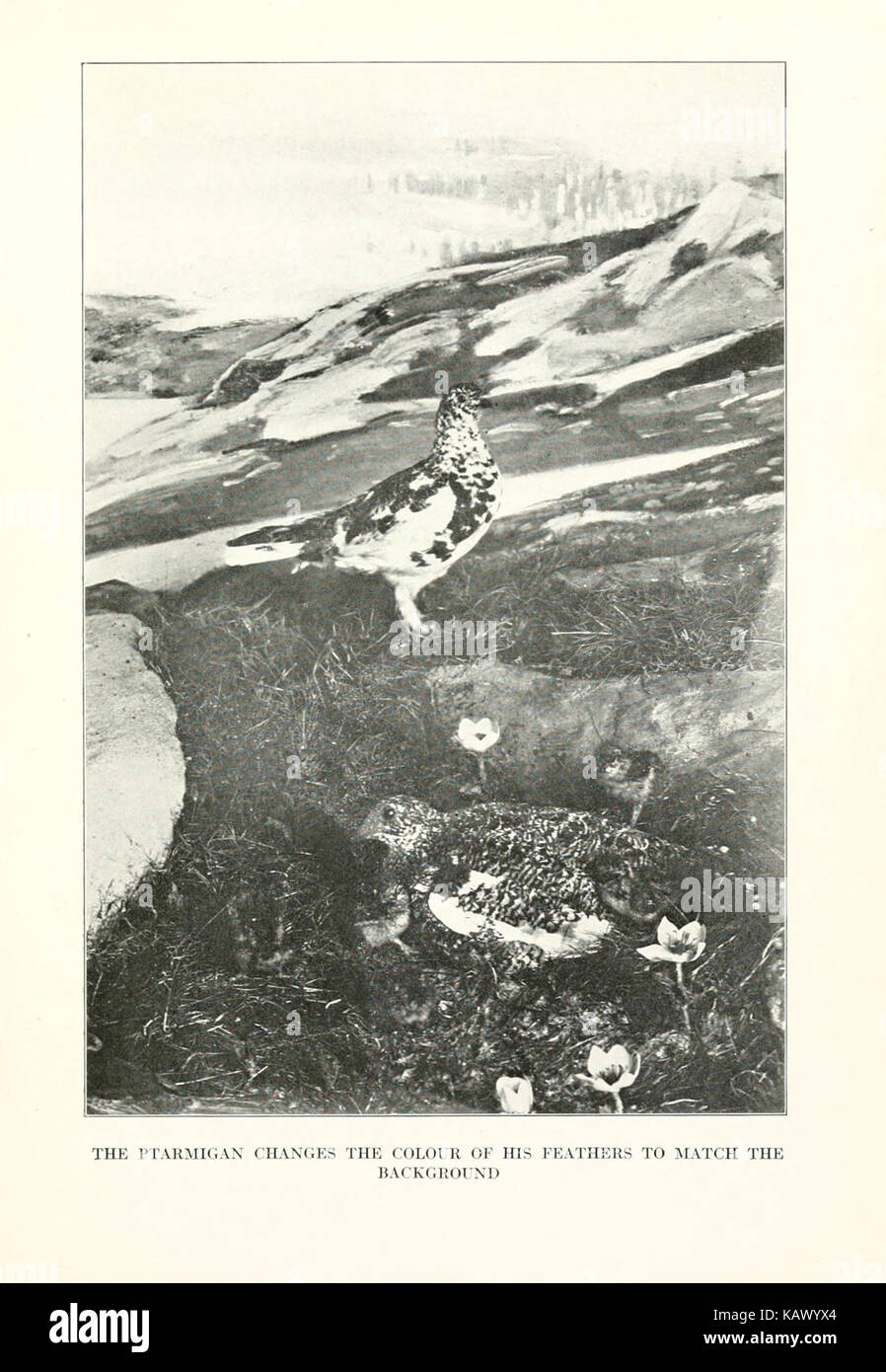 'The Human Side of Birds' explores the relationship between birds and ...