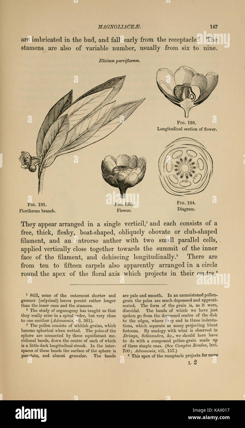 Detailed drawings of various plants hi-res stock photography and images ...