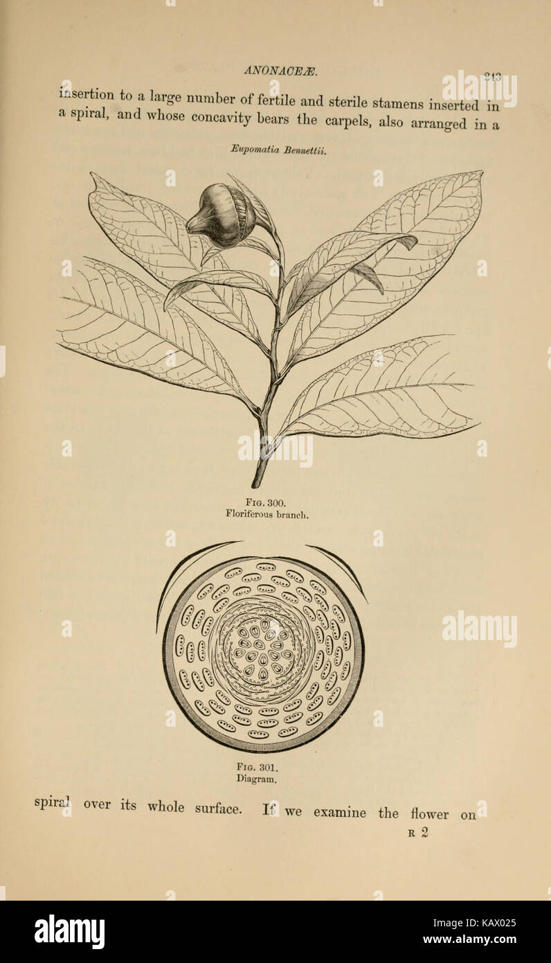 The natural history of plants (Page 243) BHL21878477 Stock Photo - Alamy