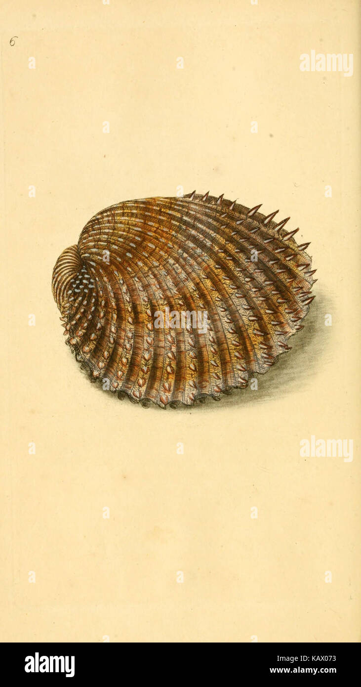 The natural history of British shells (Plate 6) (6126628103 Stock Photo ...