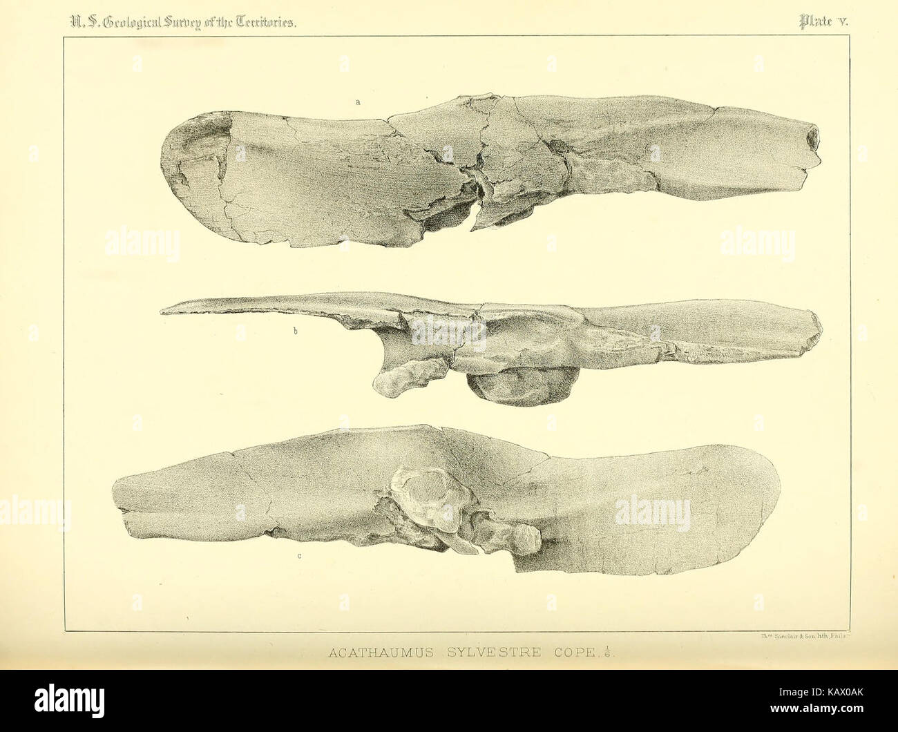 Cretaceous map hi-res stock photography and images - Alamy