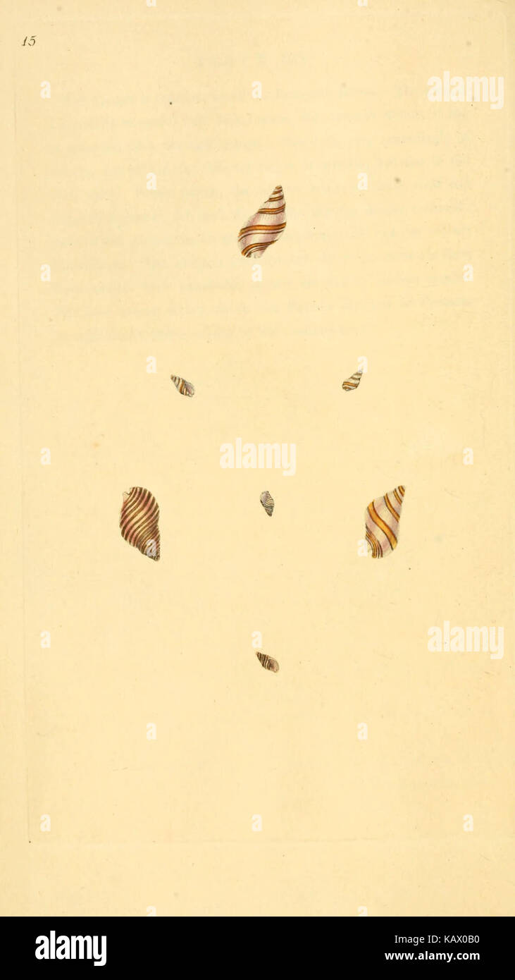 The natural history of British shells (Plate 15) (6127177260 Stock ...