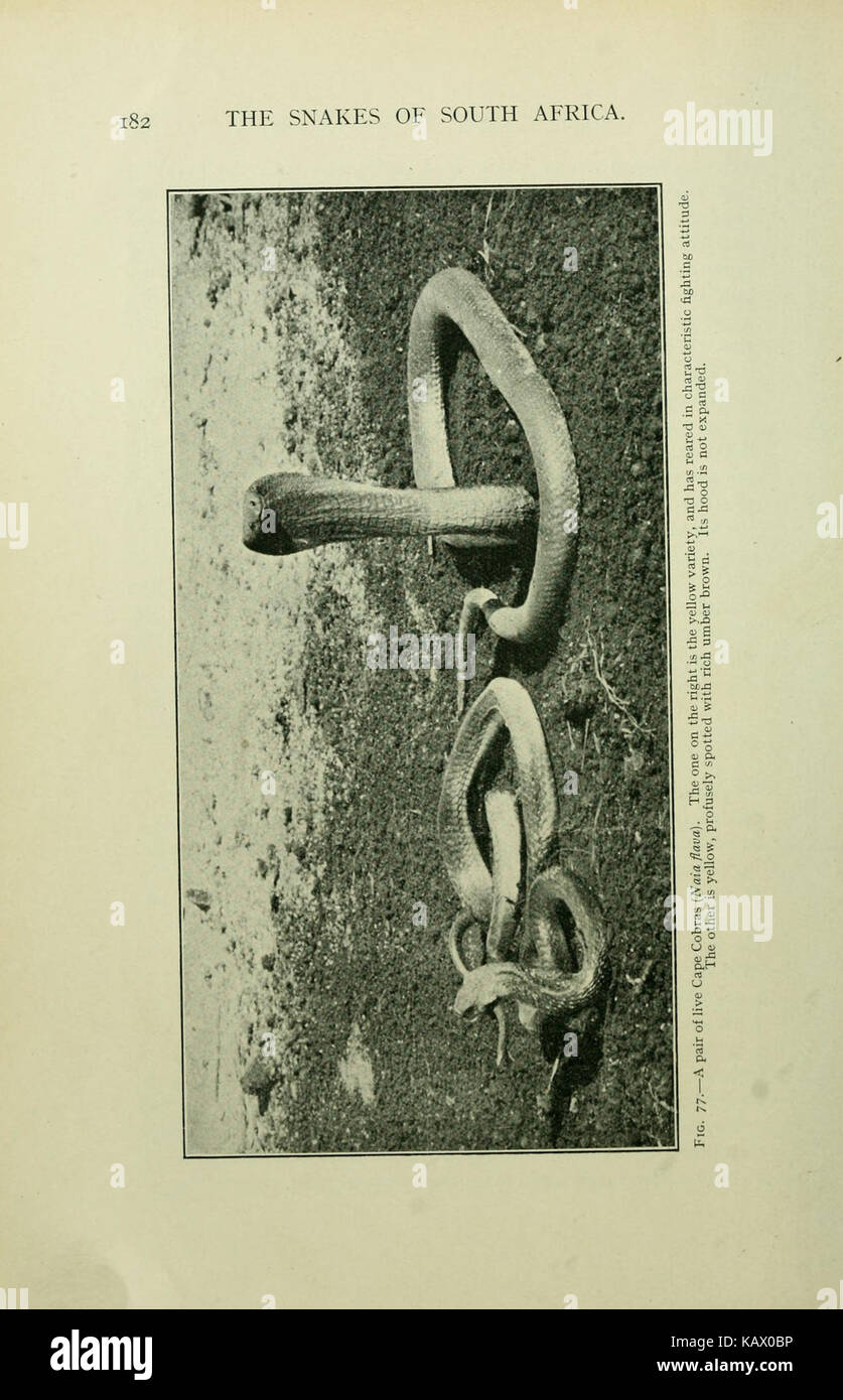 The snakes of South Africa (Page 182) BHL11476562 Stock Photo - Alamy