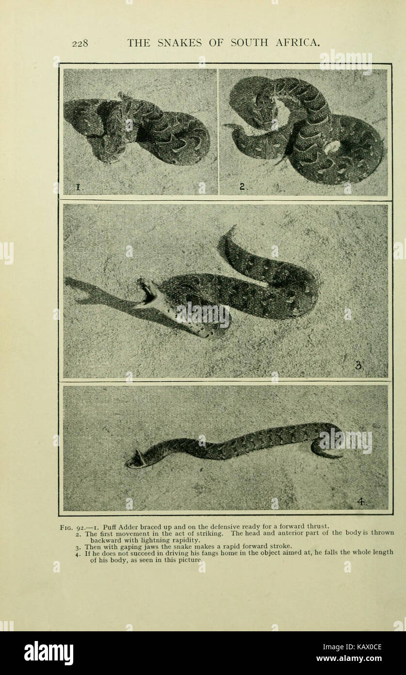 The snakes of South Africa (Page 228) BHL11476610 Stock Photo - Alamy