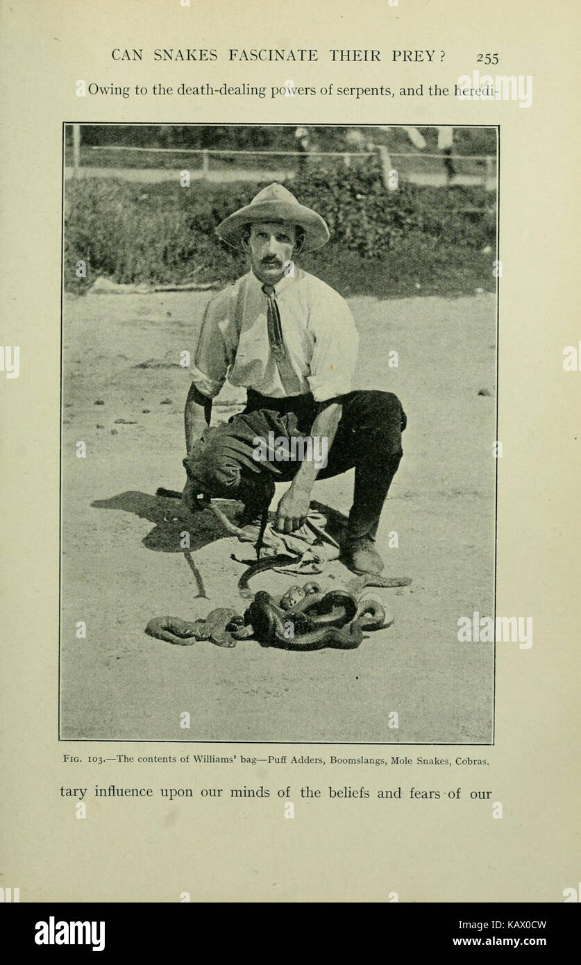 The snakes of South Africa (Page 255) BHL11476637 Stock Photo - Alamy