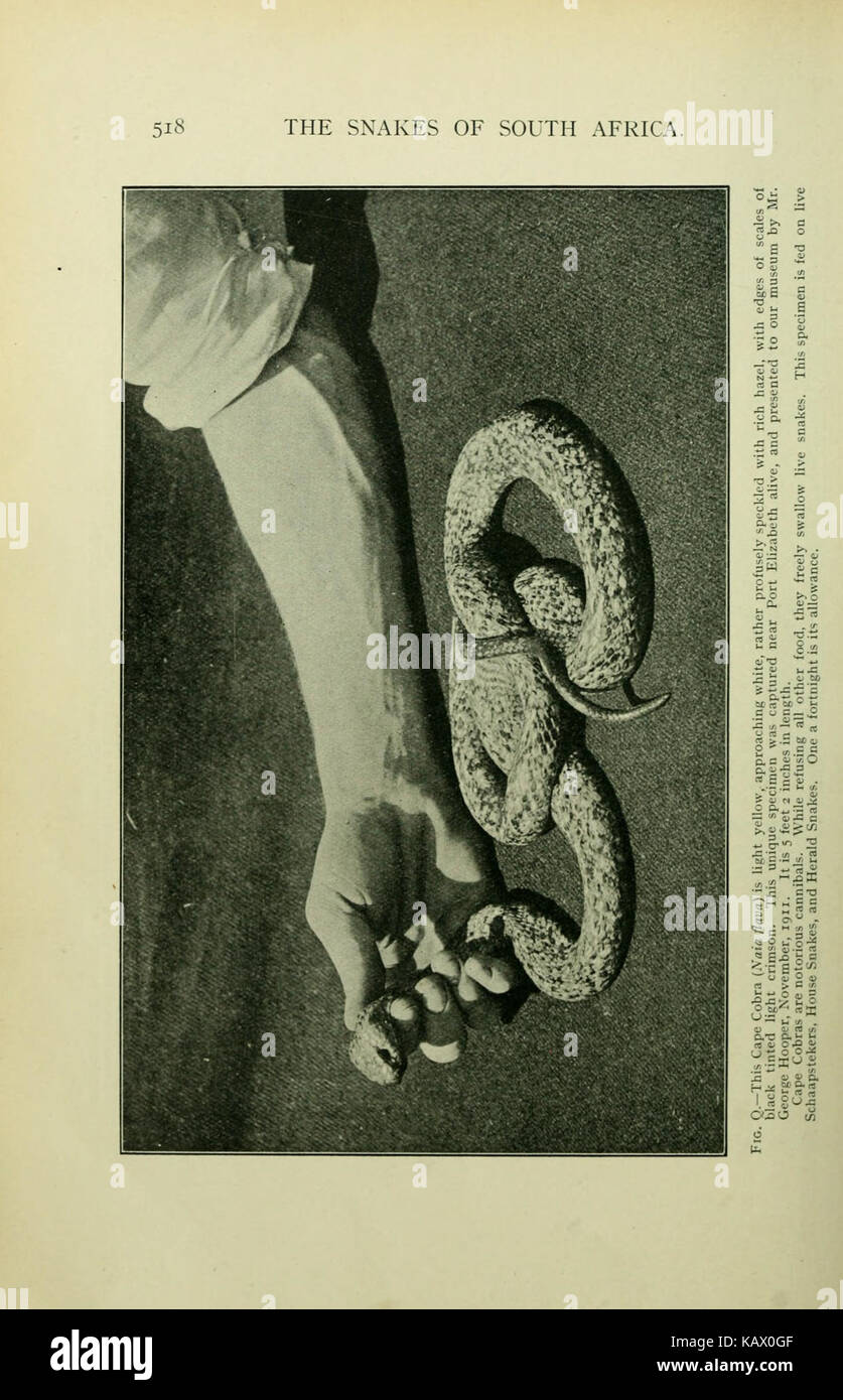 A reference to 'The Snakes of South Africa,' an educational or ...