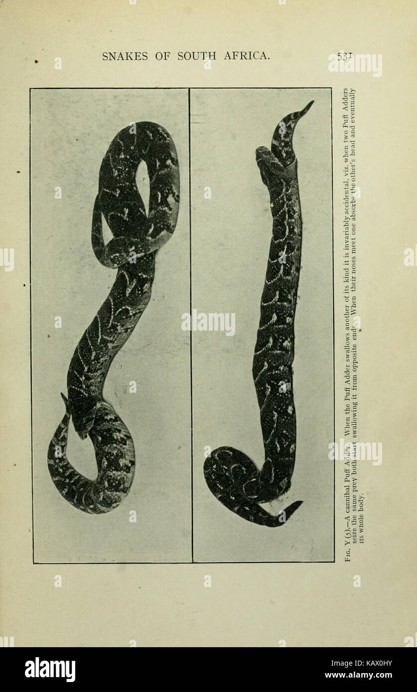 The snakes of South Africa (Page 531) BHL11476913 Stock Photo - Alamy