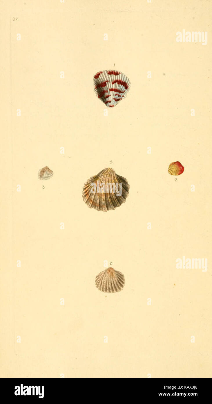 The natural history of British shells (Plate 32) (6126634583 Stock ...