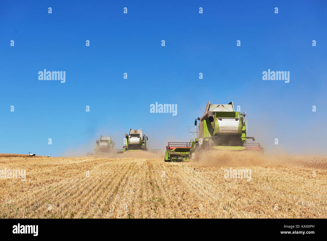A few combines cutting a swath through the middle of a wheat field ...