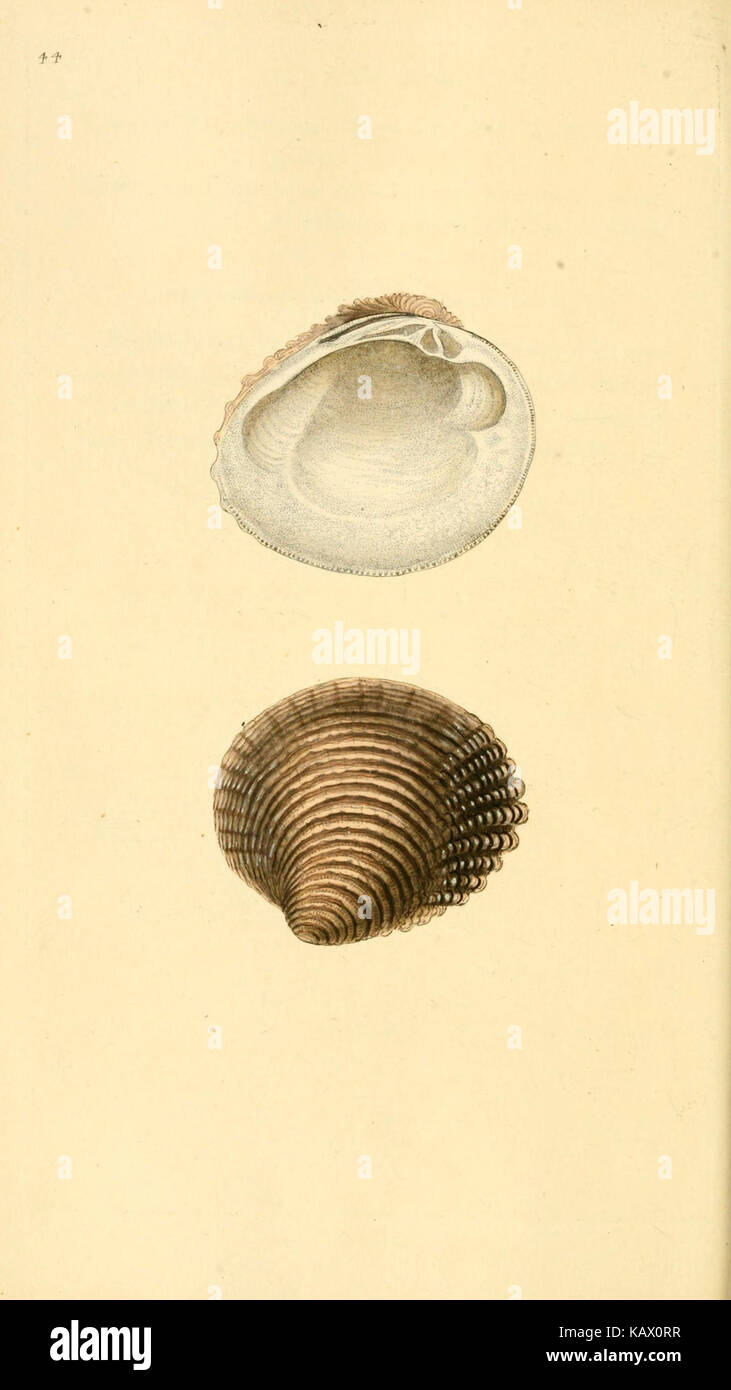 This illustration from a book on British shells details mollusks and ...