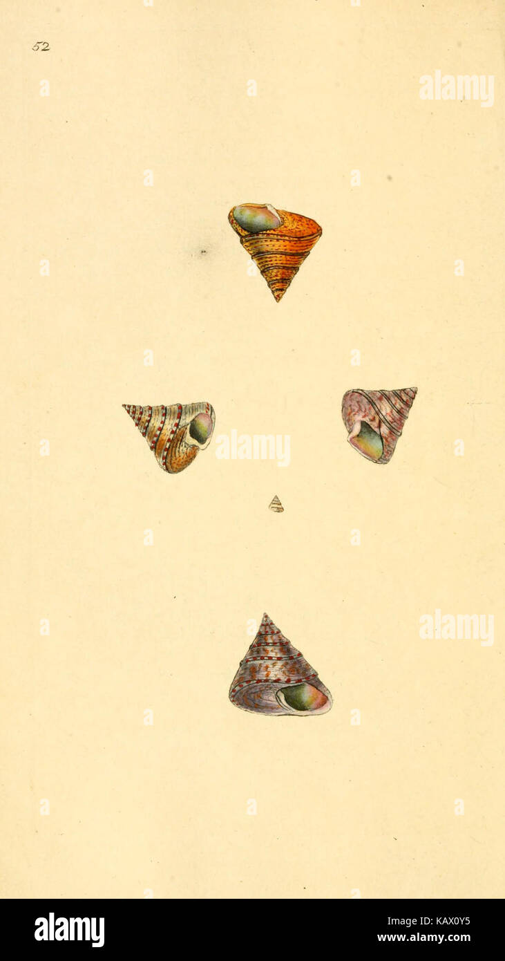 Plate 52 from 'The Natural History of British Shells' illustrates ...