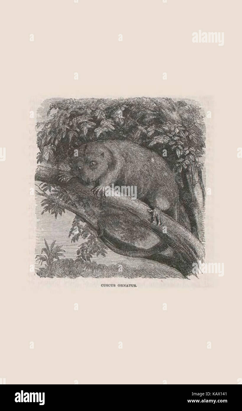 A description of the Malay Archipelago, home to the orangutan and the ...