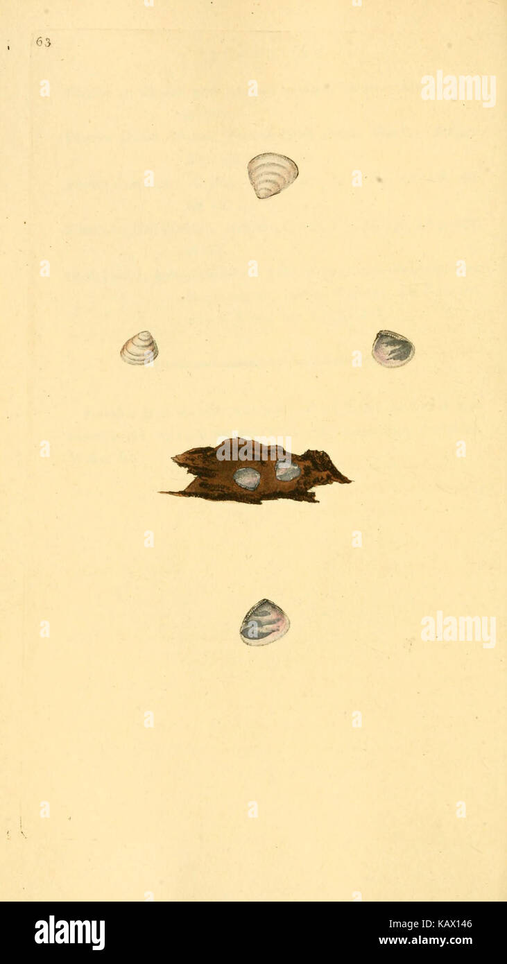 The natural history of British shells (Plate 63) (6127188832 Stock ...
