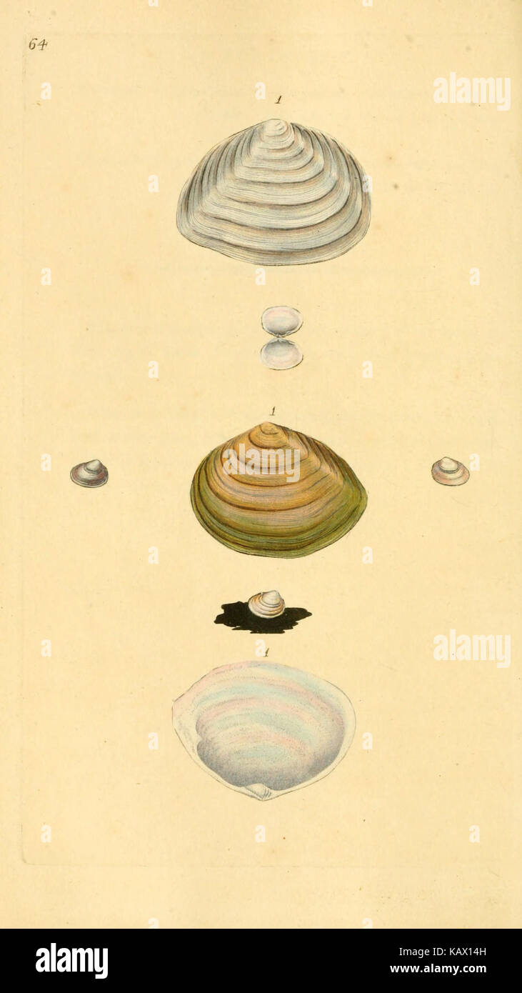 The natural history of British shells (Plate 64) (6127189282 Stock ...