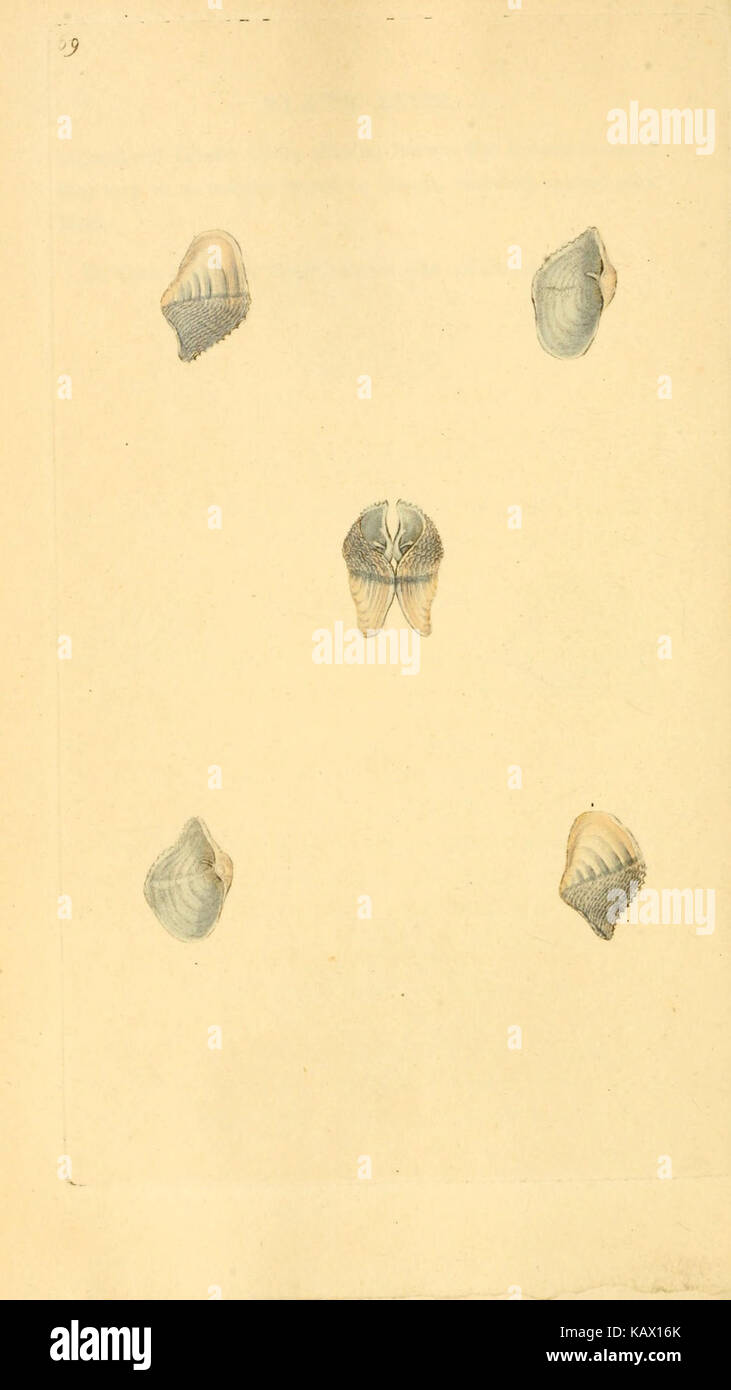 Taxonomy of shells hi-res stock photography and images - Alamy