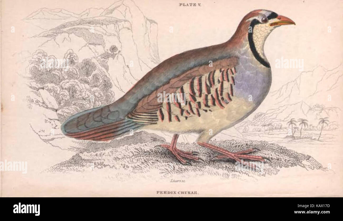 An illustration from 'The Natural History of Game Birds,' Plate V ...