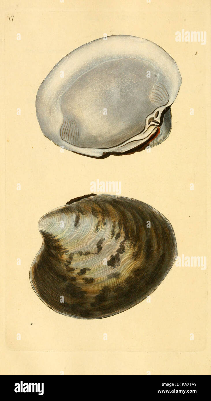 The natural history of British shells (Plate 77) (6126645851 Stock ...