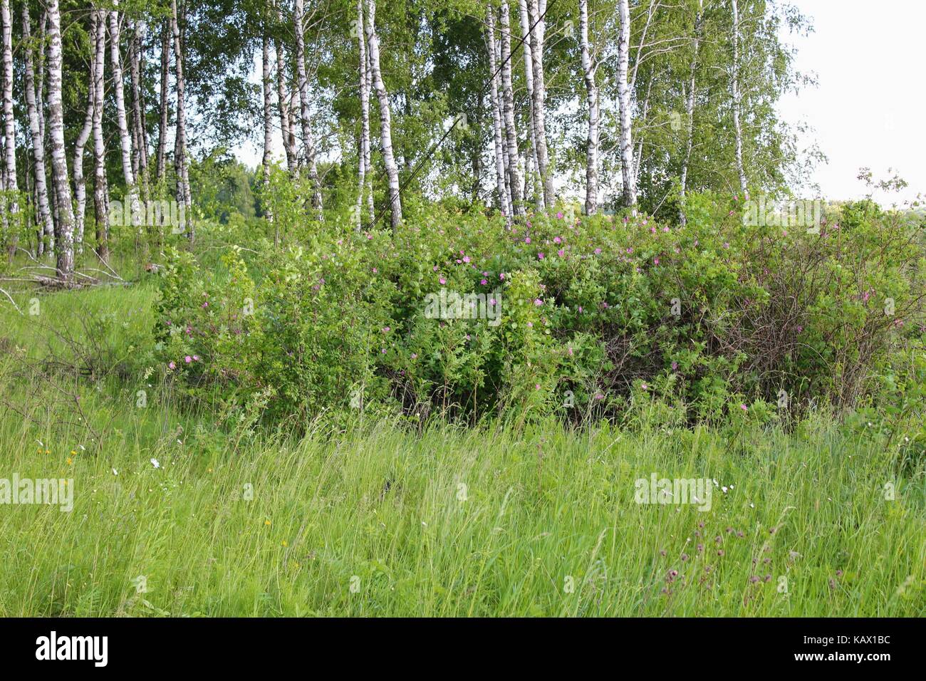 Rose Grove High Resolution Stock Photography and Images - Alamy