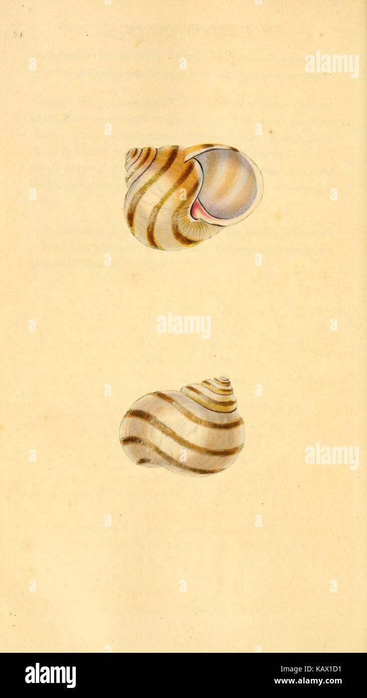 This illustration from 'The Natural History of British Shells' features ...