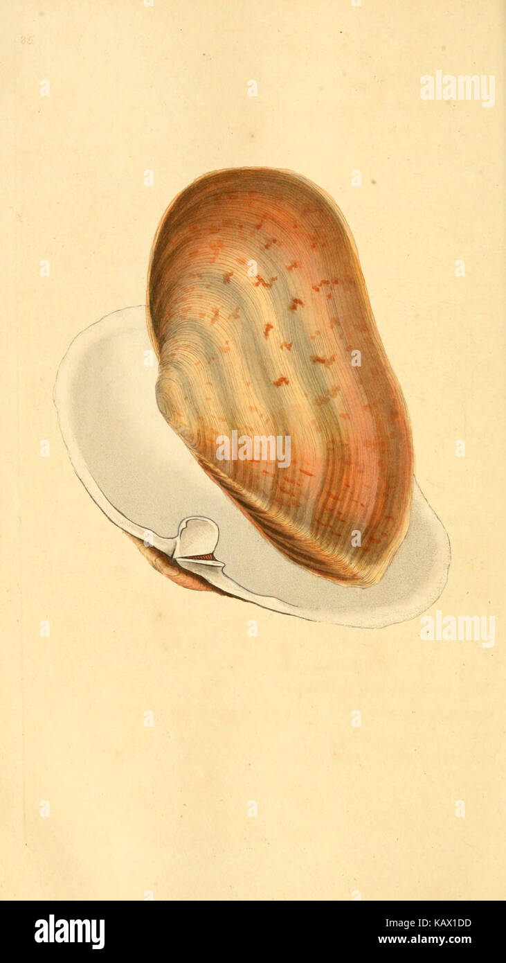 The natural history of British shells (Plate 85) (6126647855 Stock ...