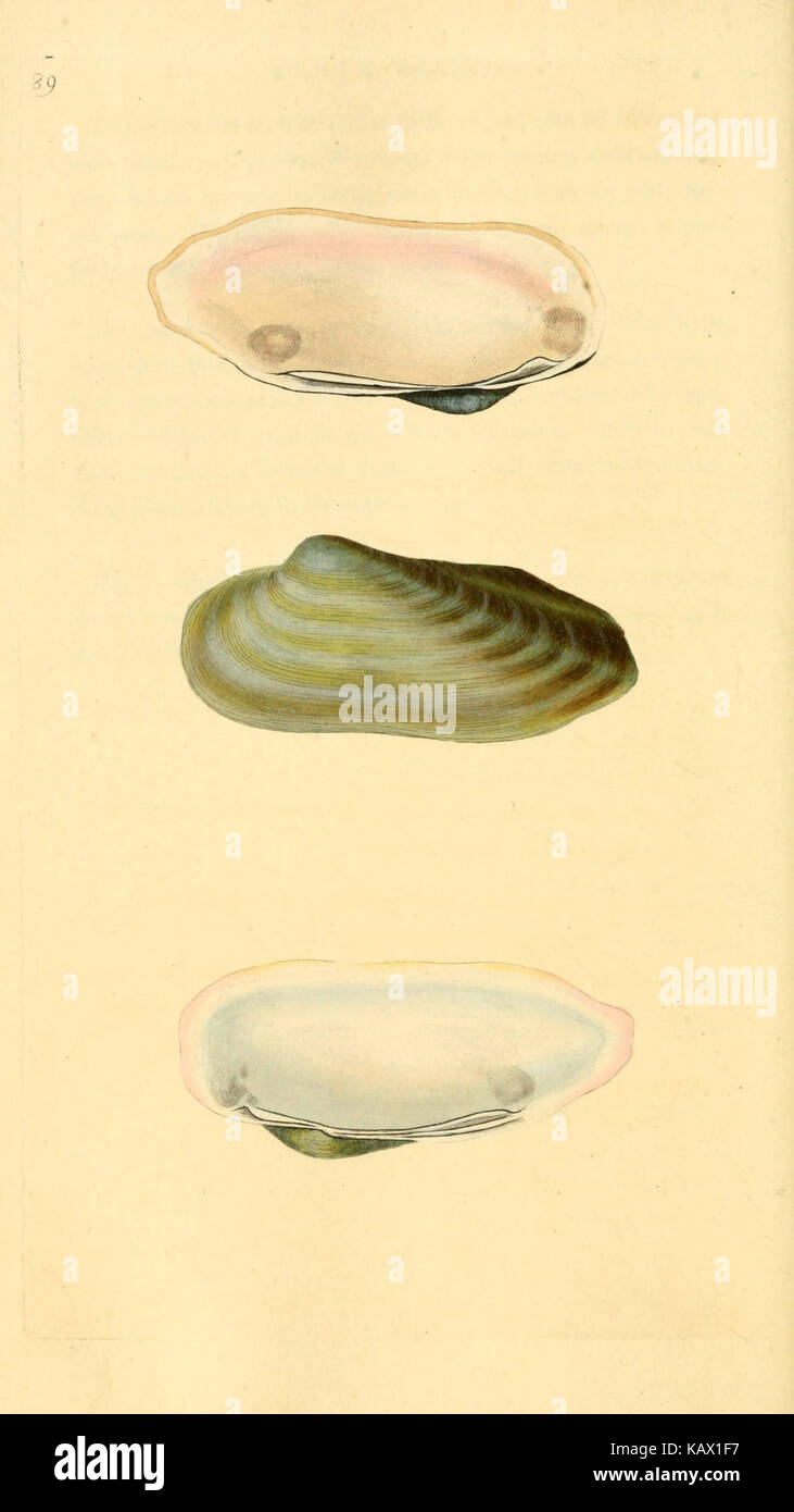 Illustration showcases various marine organisms hi-res stock ...