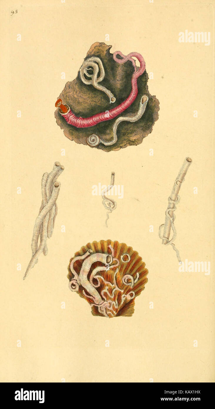 The natural history of British shells (Plate 95) (6126650375 Stock ...