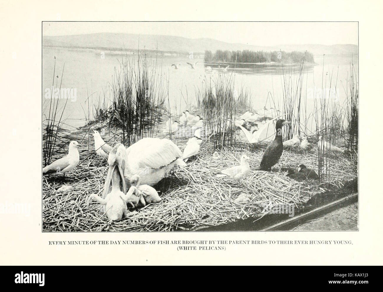 Pet bird human interaction hi-res stock photography and images - Alamy