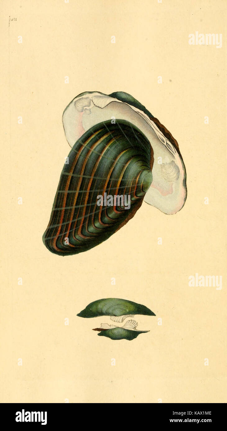 The natural history of British shells (Plate 101) (6127198504 Stock ...