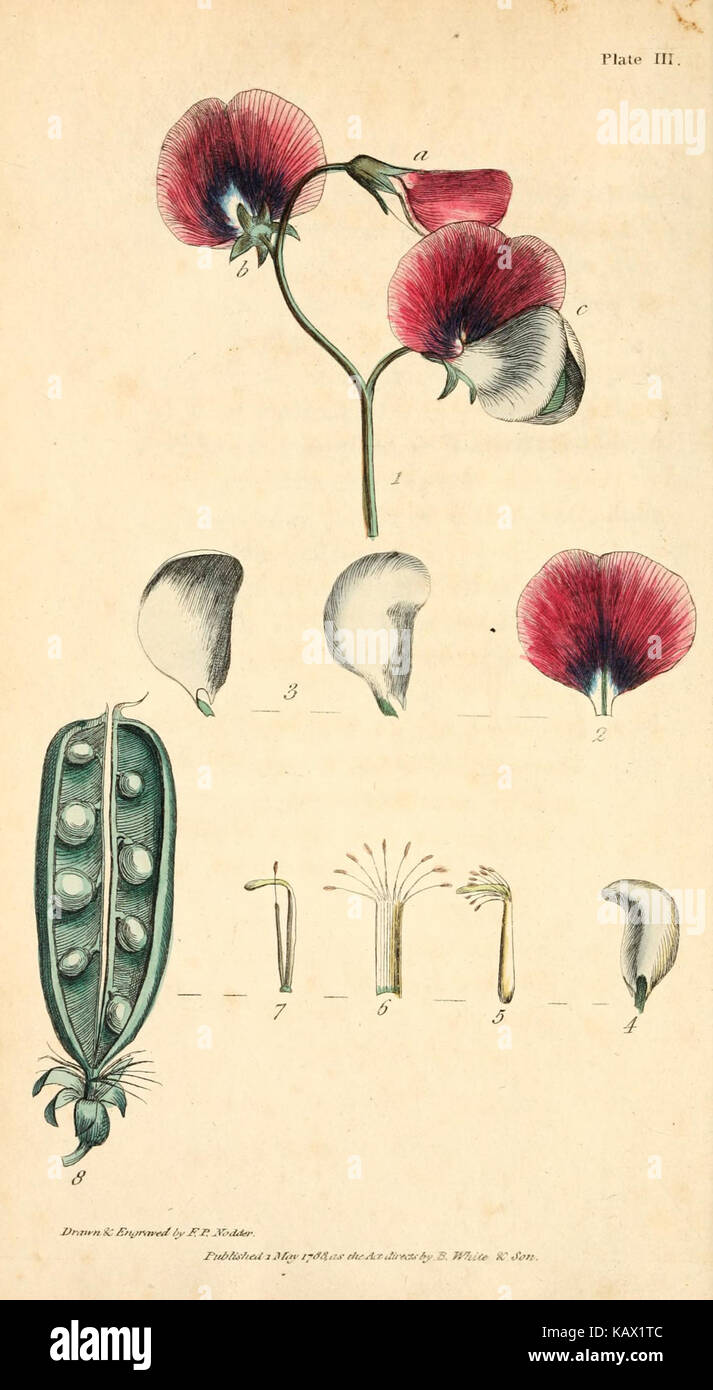 Thirty eight plates, with explanations (Pl. III) (6126696409 Stock ...