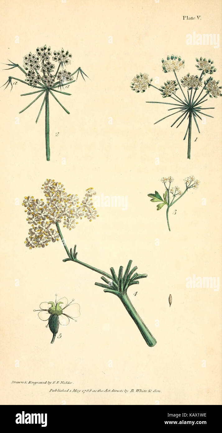 Thirty eight plates, with explanations (Pl. V) (6126697131 Stock Photo ...