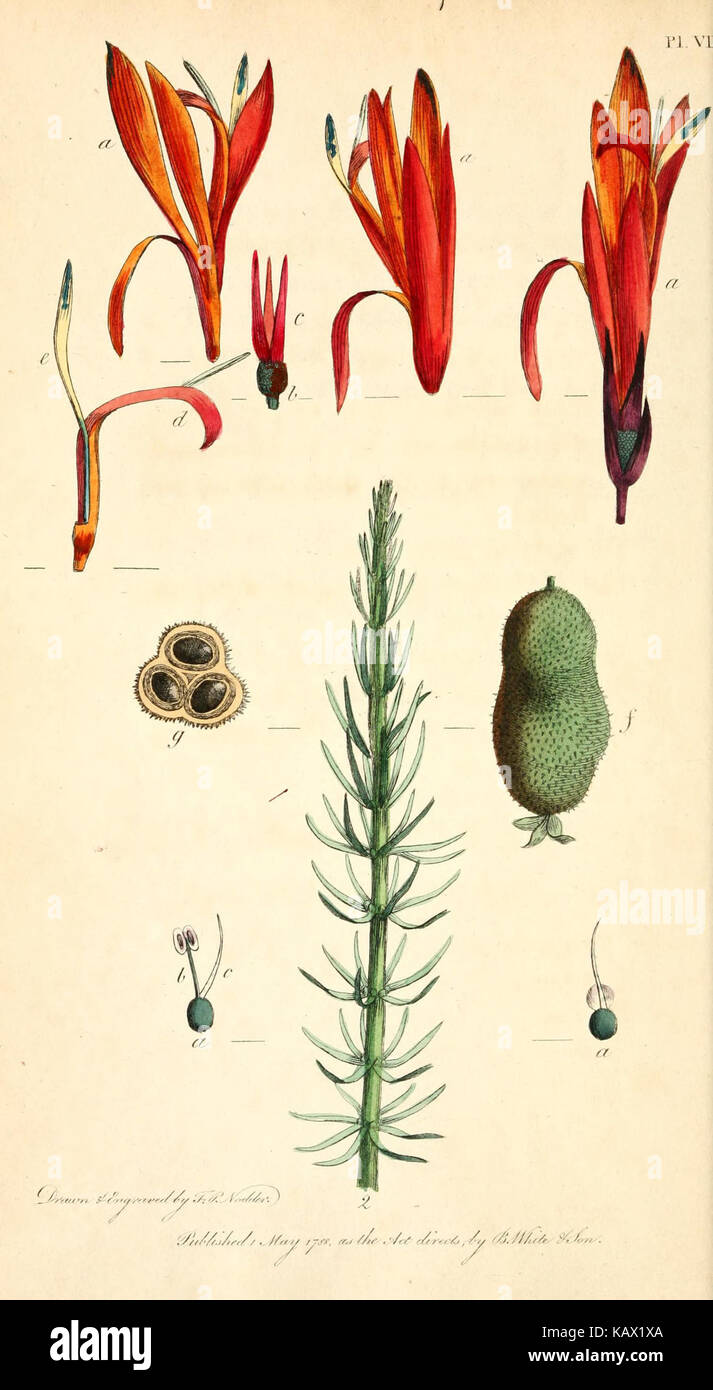 Thirty eight plates, with explanations (Pl. VII) (6127244214 Stock ...