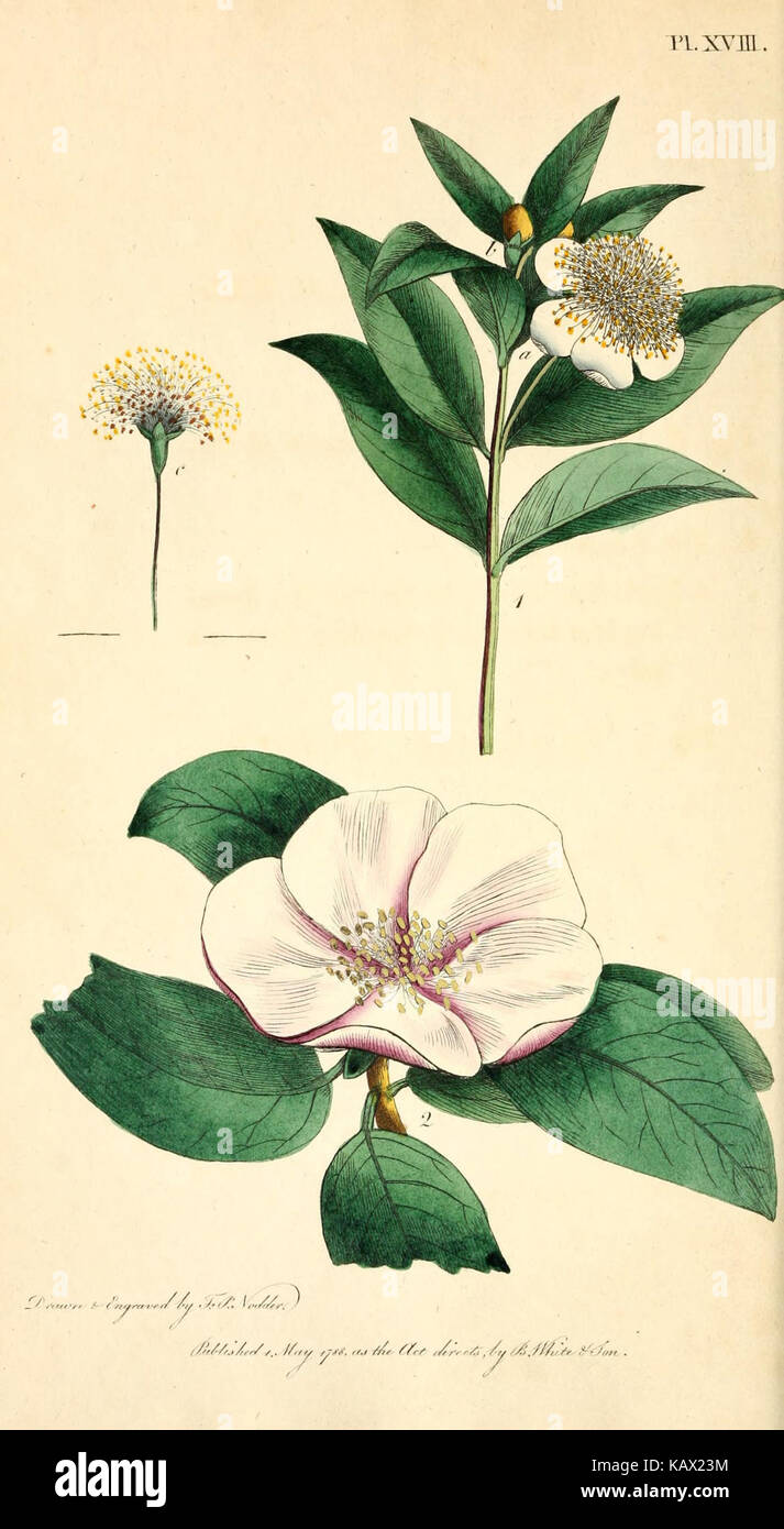 Thirty eight plates, with explanations (Pl. XVIII) (6127247014 Stock ...