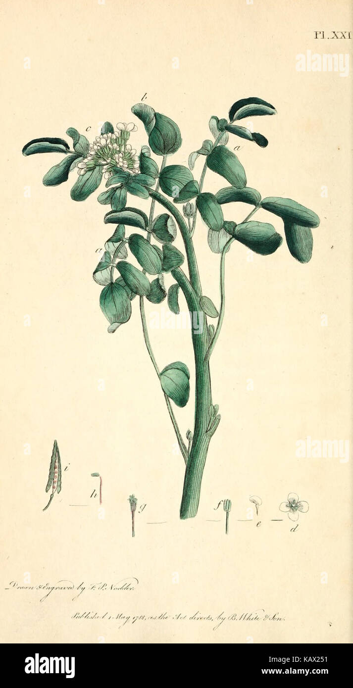 Thirty eight plates, with explanations (Pl. XXI) (6126701299 Stock ...